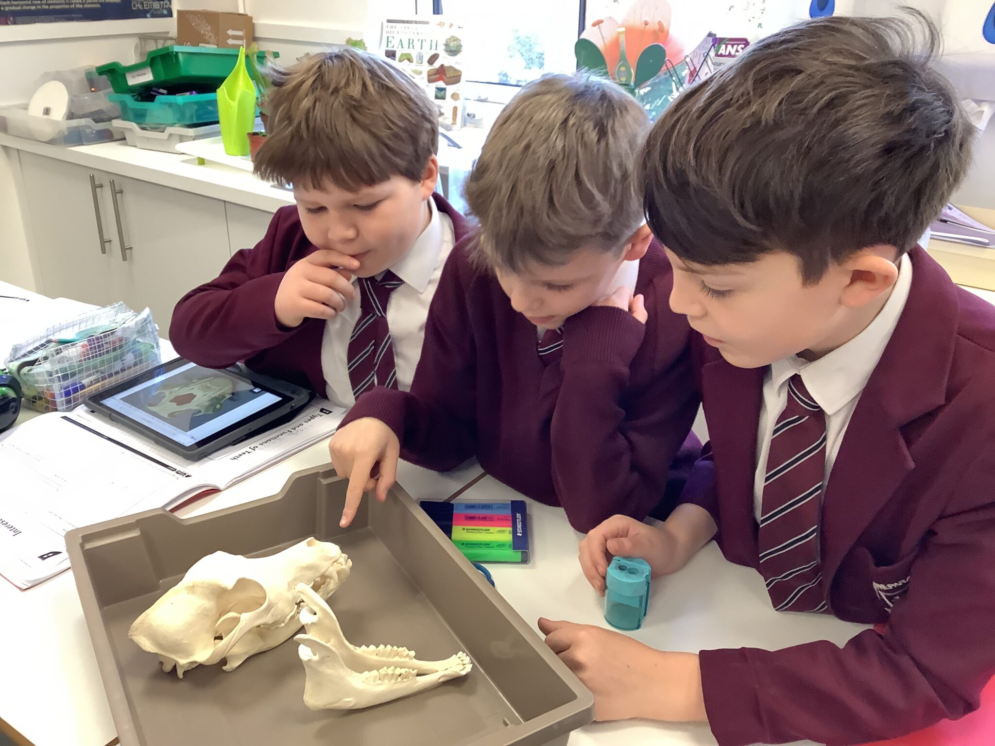 Smile Year 4! Let's See Your Teeth - Caterham Prep