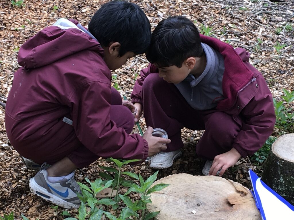 Year 2 Nature Detectives - Caterham Prep