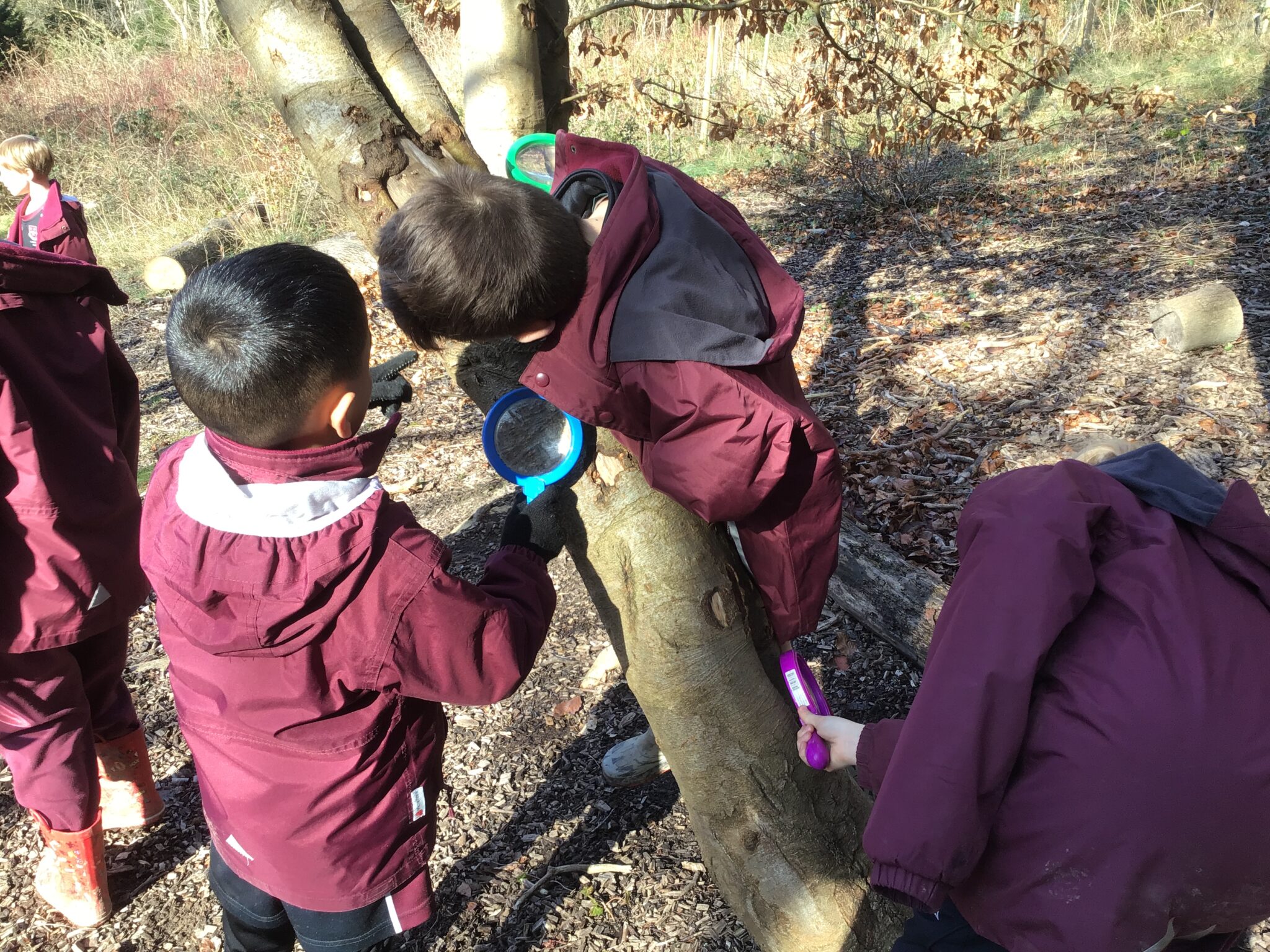 Year 2 Search for Clues in Big Bat Hunt! - Caterham Prep